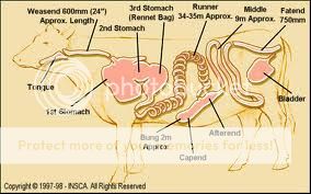 Gabagool - Utah Wildlife Network