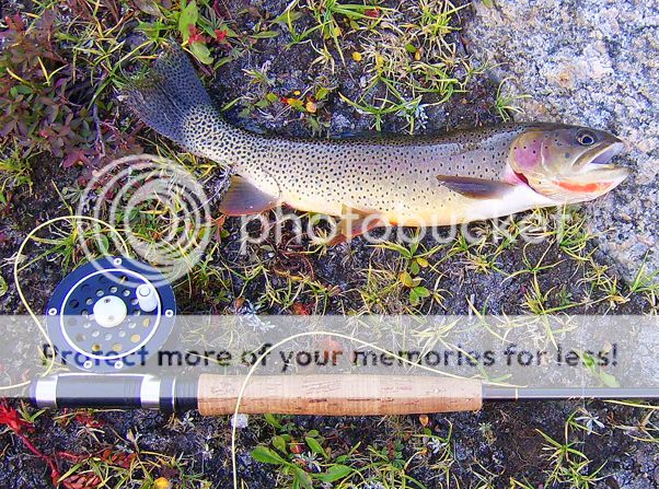 Wyoming Cutt Slam | Utah Wildlife Forum