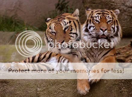 so much for double-headed tigers | Roar of the Tigers