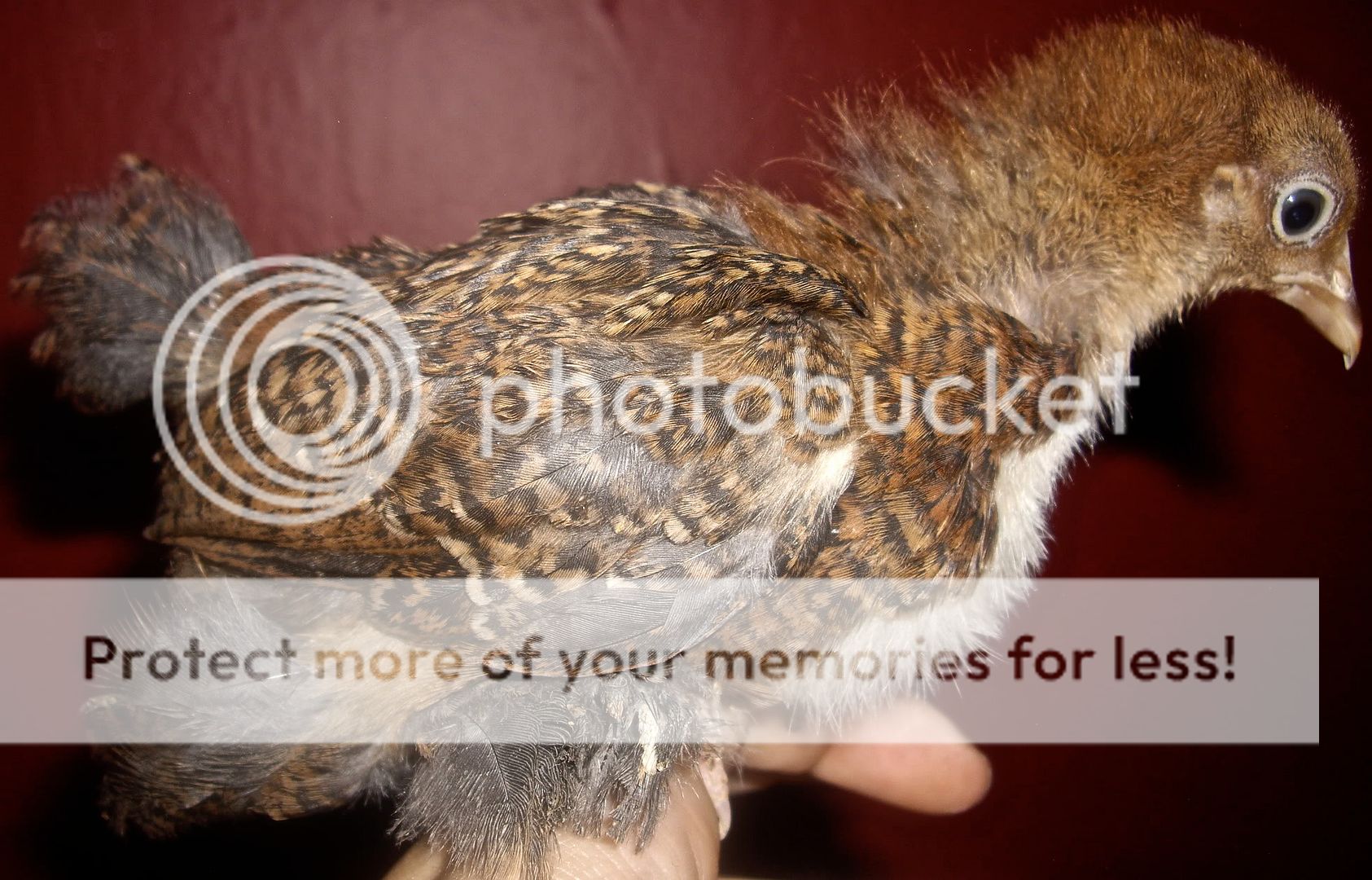 4 week old Bantam chicks, what breeds? (Large pics) | BackYard Chickens ...