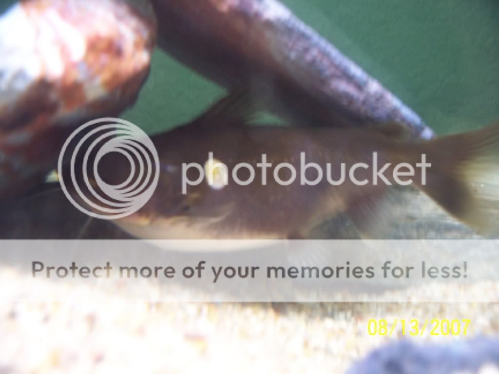 Scar on fish? | MonsterFishKeepers.com