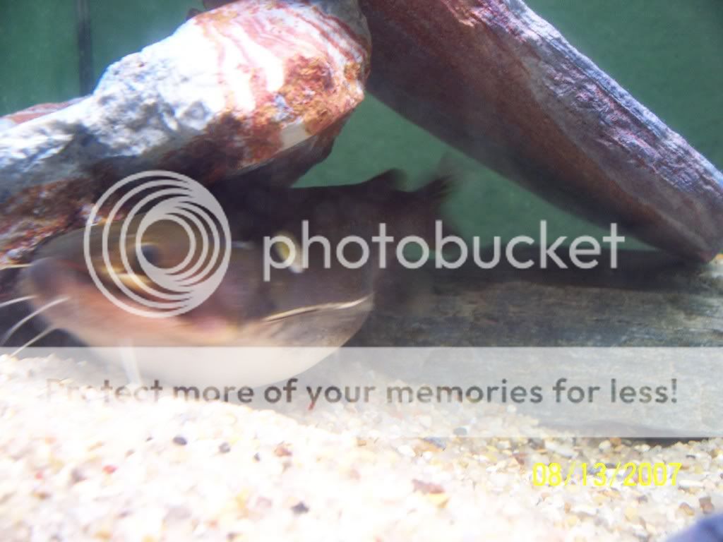 Scar on fish? | MonsterFishKeepers.com