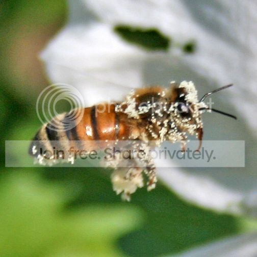 White Spots on Bees in Weak Hive | Beesource Beekeeping Forums