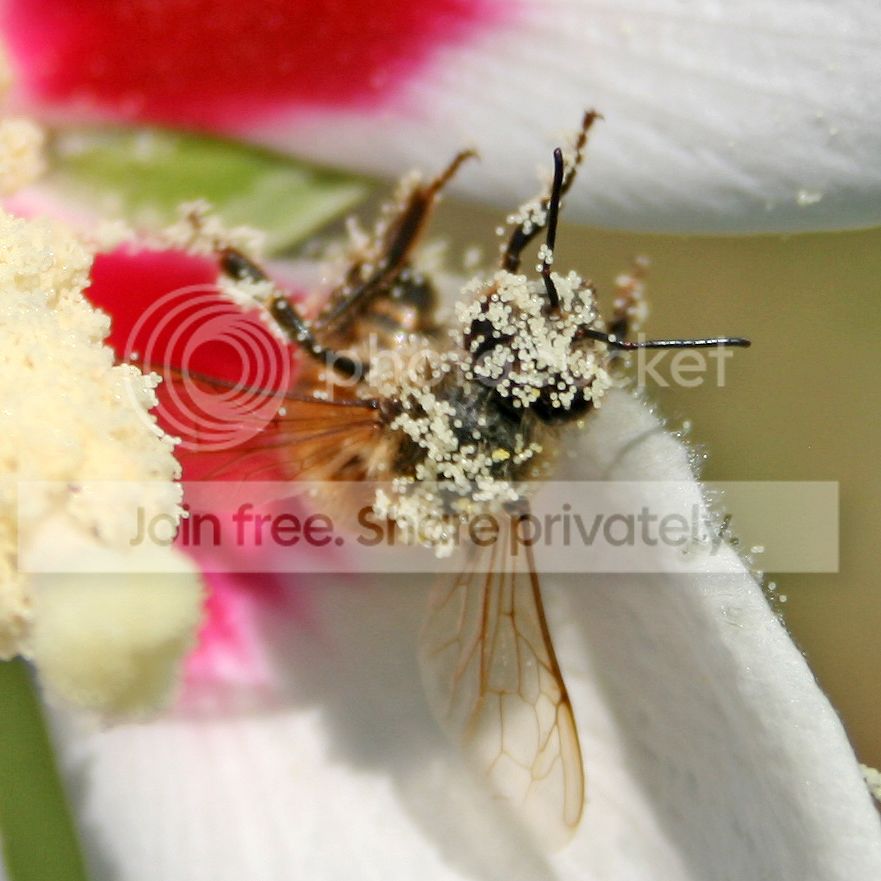 White Spots on Bees in Weak Hive | Beesource Beekeeping Forums