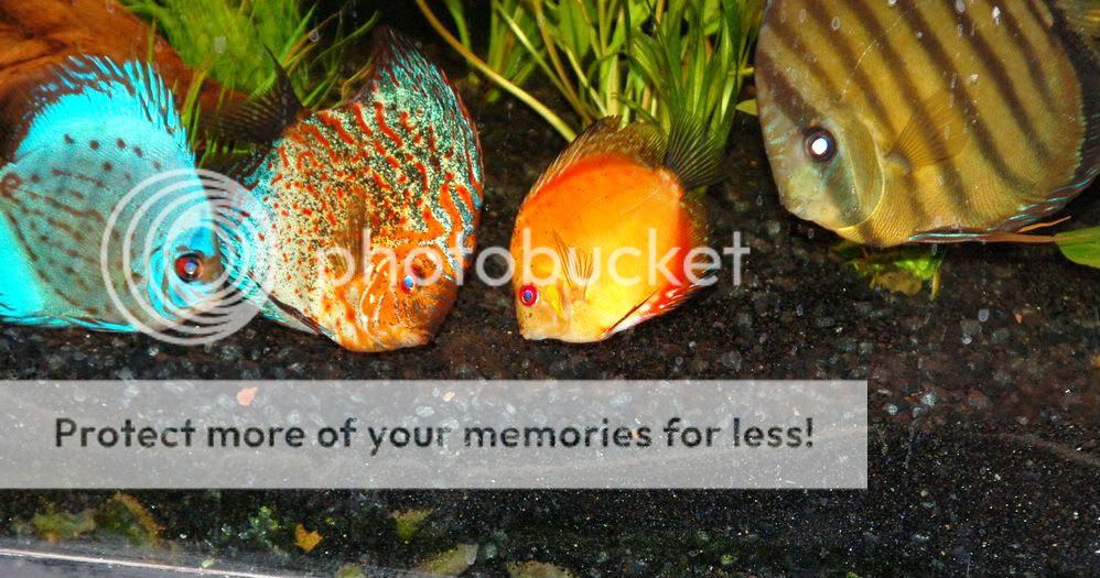 Planted 120 gal discus tank. | Cichlid Fish Forum