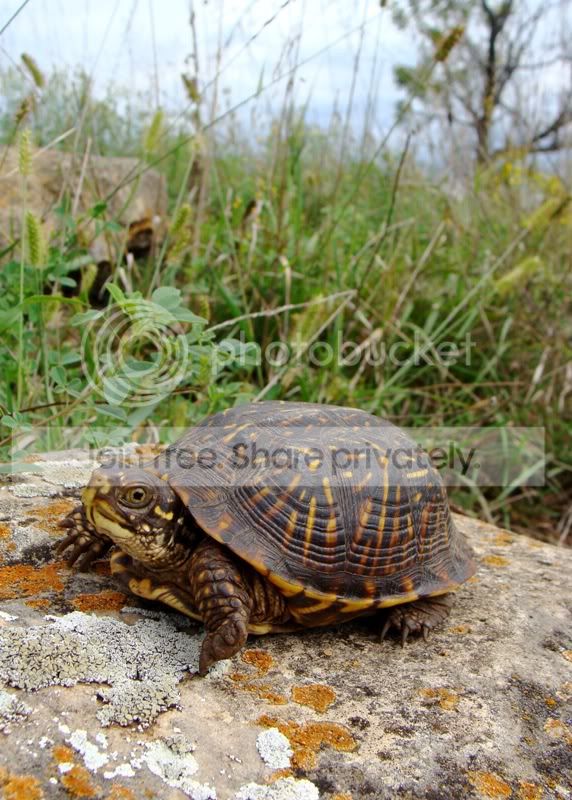 L. t. syspila Ophiophagy and Other Recent Herps - Field Herp Forum