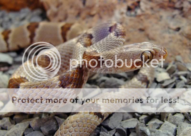 Some from SE NM and W TX, a few MT shots added - Field Herp Forum