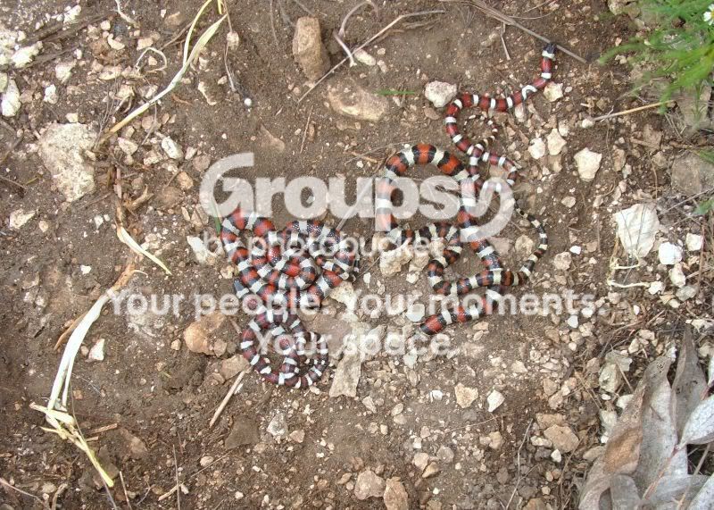 Central MO to Central KS (May 2007) - Field Herp Forum