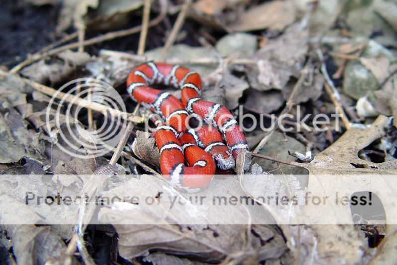 Everyone post your milksnakes! - Page 2 - Field Herp Forum