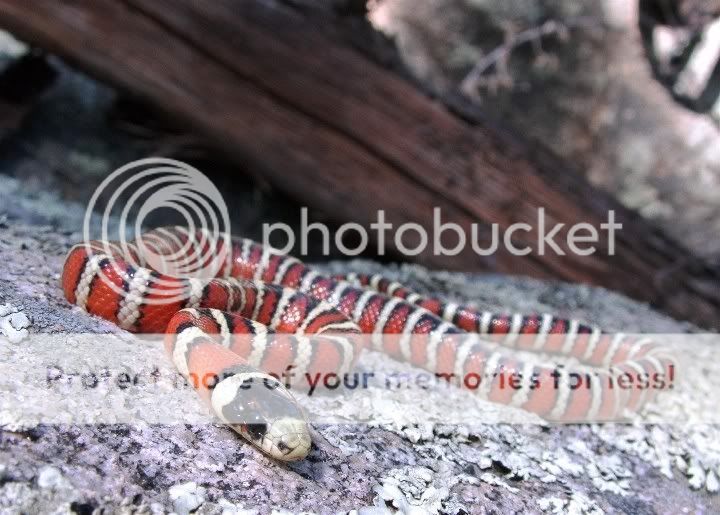 Arizona pyro hunt (spring '07) - Field Herp Forum