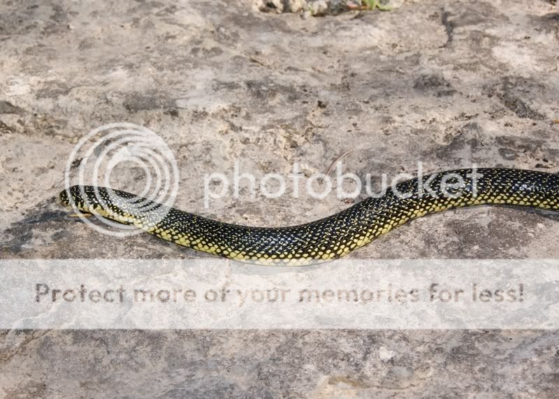 Some from here (MO, KS) and there (UT) - syspila to Charina - Field ...