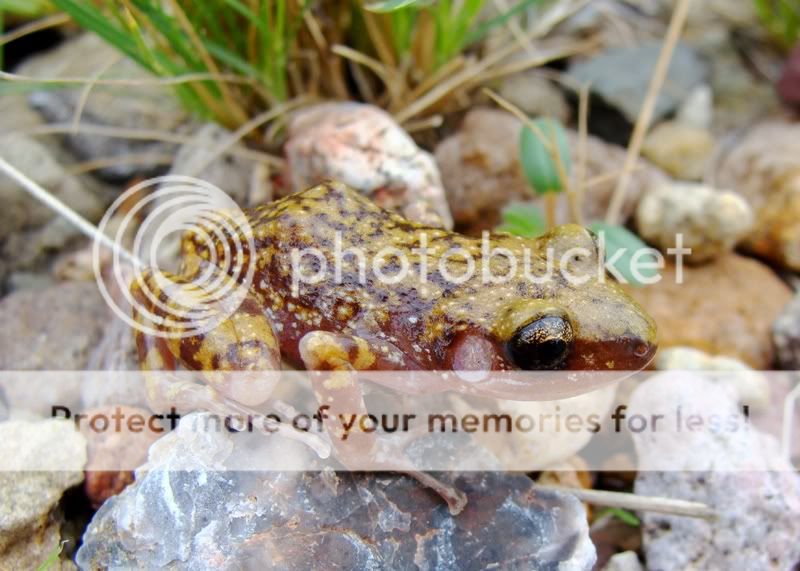 Some from SE NM and W TX, a few MT shots added - Field Herp Forum