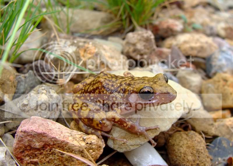 Some from SE NM and W TX, a few MT shots added - Field Herp Forum