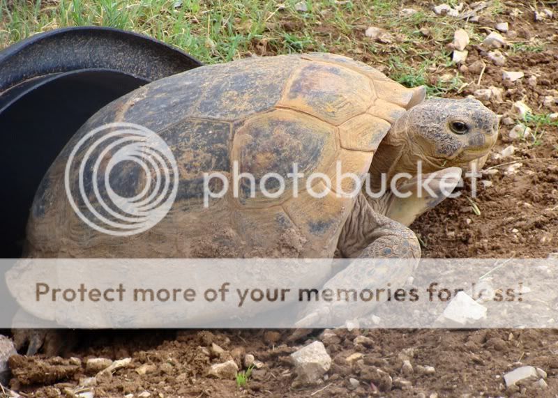 Some from SE NM and W TX, a few MT shots added - Field Herp Forum