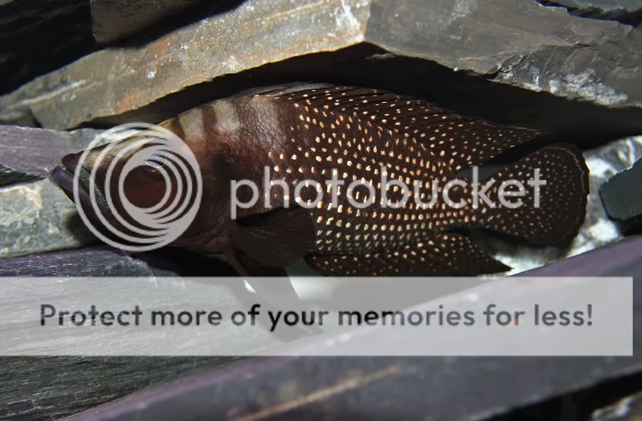 FINALLY... Pics of my new Congo Inkfin calvus... | MonsterFishKeepers.com