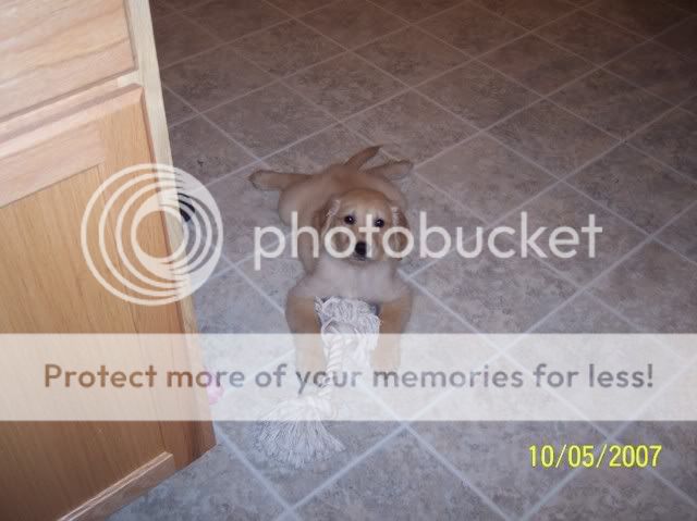 Frog Legs? | Golden Retriever Dog Forums