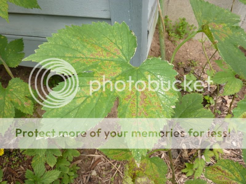 Hop disease/ nutrient deficiency? | Homebrew Talk - Beer, Wine, Mead ...