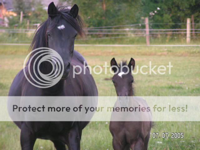 Konkurrence - * STEM* (Sorte heste) - Opslag, billeder og video - Heste ...