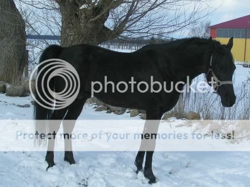 Sorte heste - Opslag, billeder og video - Heste-Nettet.dk