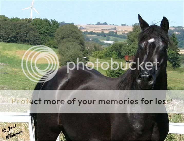 Farve til Araber - Avl - Heste-Nettet.dk