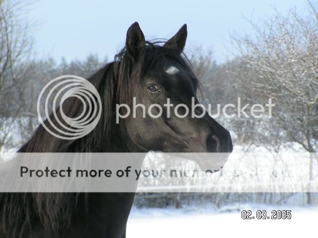 Sorte heste - Opslag, billeder og video - Heste-Nettet.dk