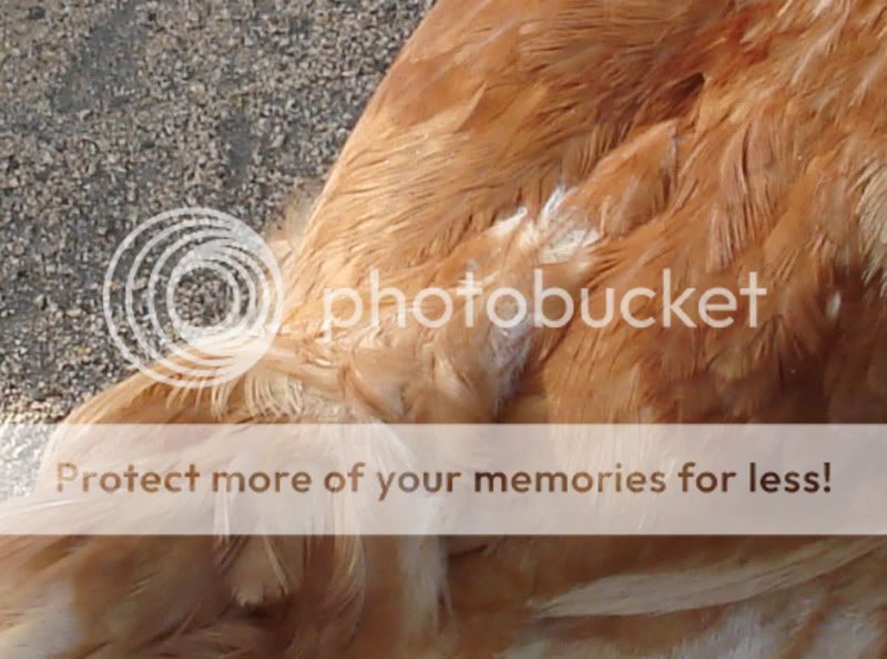 Feather Loss? | BackYard Chickens - Learn How to Raise Chickens