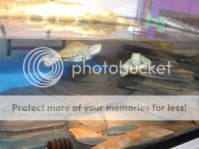 Turtle tank with slate | Turtle tank, Turtle pond, Turtle habitat