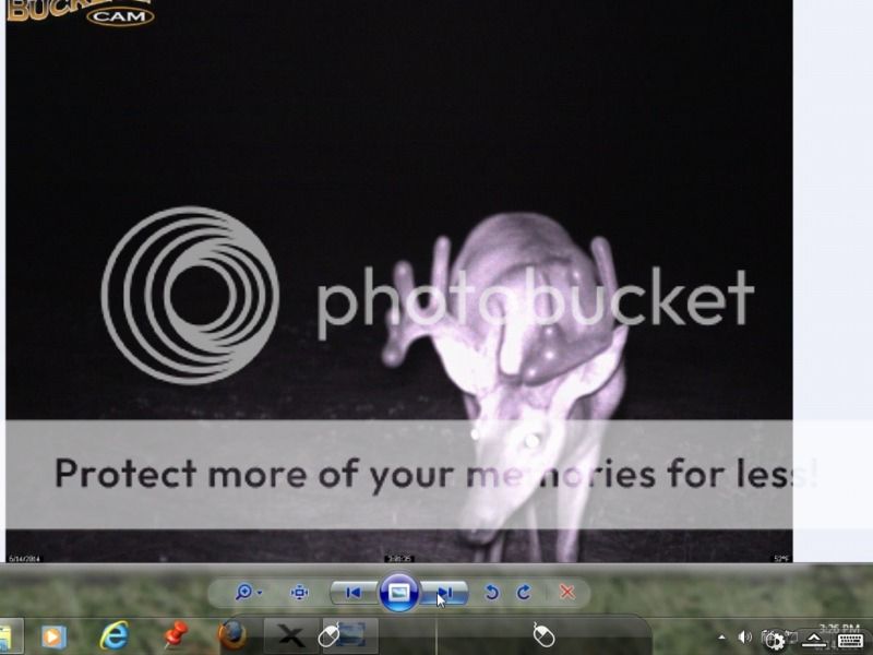 Holy Snikies! Almost a full rack. | Wildlife Habitat - Lets talk.....