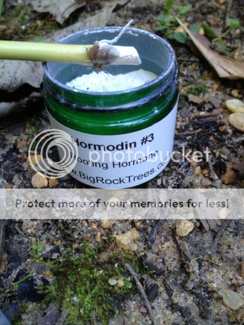 Miscanthus Giaganteus propagation from cuttings. | Wildlife Habitat ...