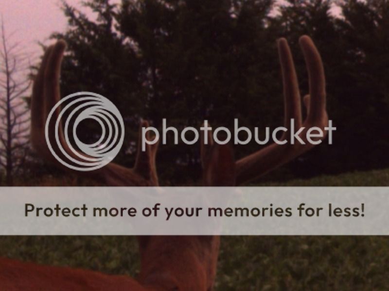 Holy Snikies! Almost a full rack. | Wildlife Habitat - Lets talk.....