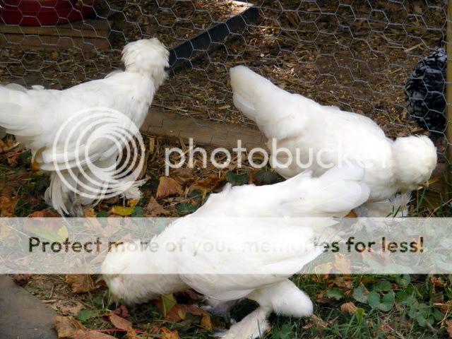Sultans and Silver Laced Polish Bantams | BackYard Chickens - Learn How ...