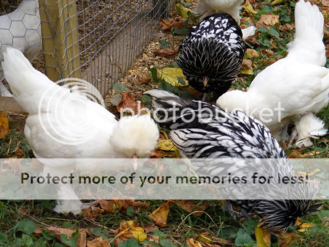Sultans and Silver Laced Polish Bantams | BackYard Chickens - Learn How ...