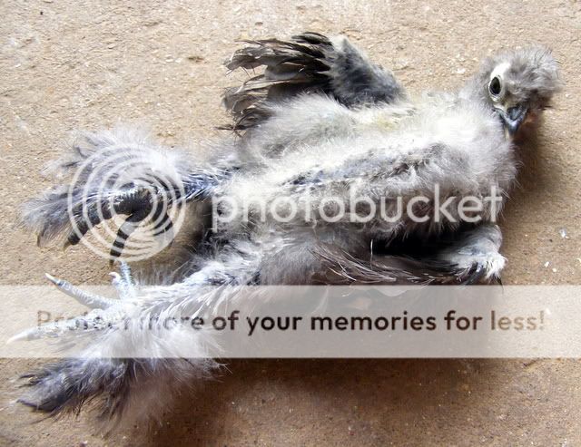 Buff / Lavender Mix creating Blue Cuckoo Silkie? Updated photos ...