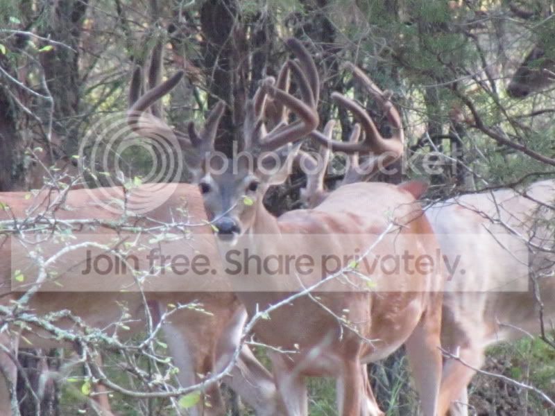 160" or better whitetail hunts - $4000, Wills Point area - Texas ...