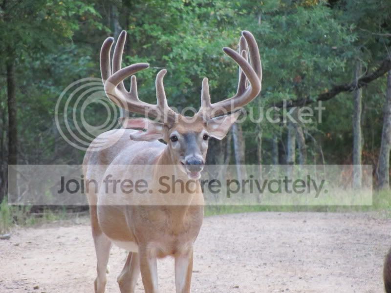 160" or better whitetail hunts - $4000, Wills Point area - Texas ...