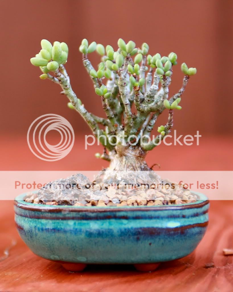 Tylecodon - Alchetron, The Free Social Encyclopedia