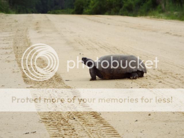 April to now(pics added 9/14/14) - Field Herp Forum