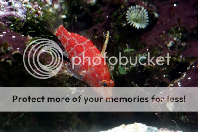 Geometric Pygmy Hawkfish - Reef Central Online Community Archives