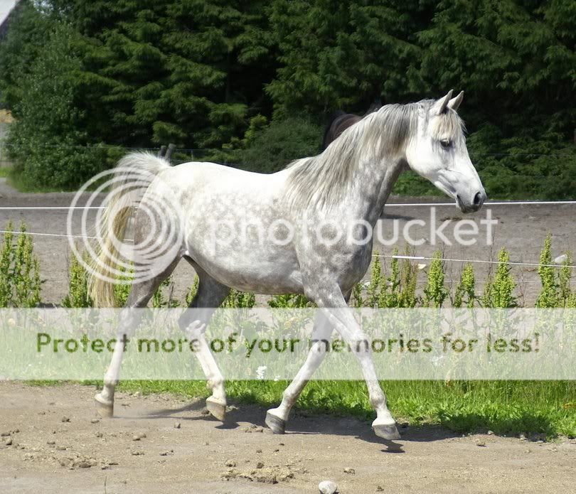 Araber heste? - Opslag, billeder og video - Heste-Nettet.dk