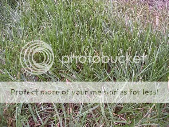 Kentucky Bluegrass in Georgia at 11 months + pics