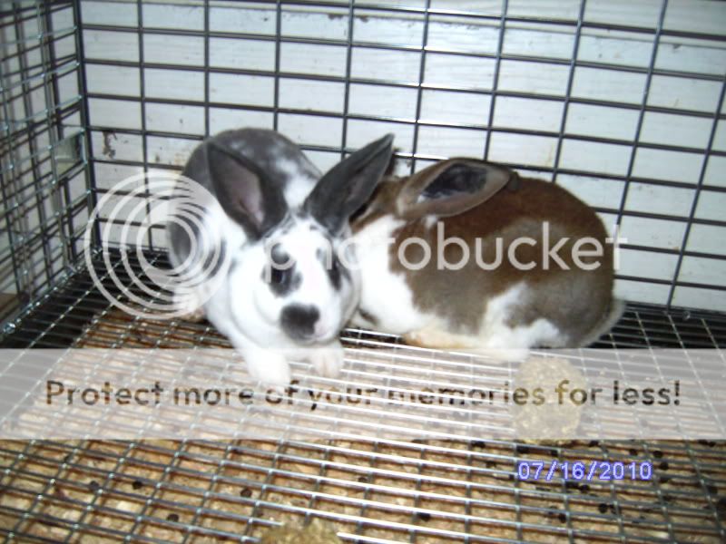 breeding mini rex rabbits | BackYard Chickens - Learn How to Raise Chickens