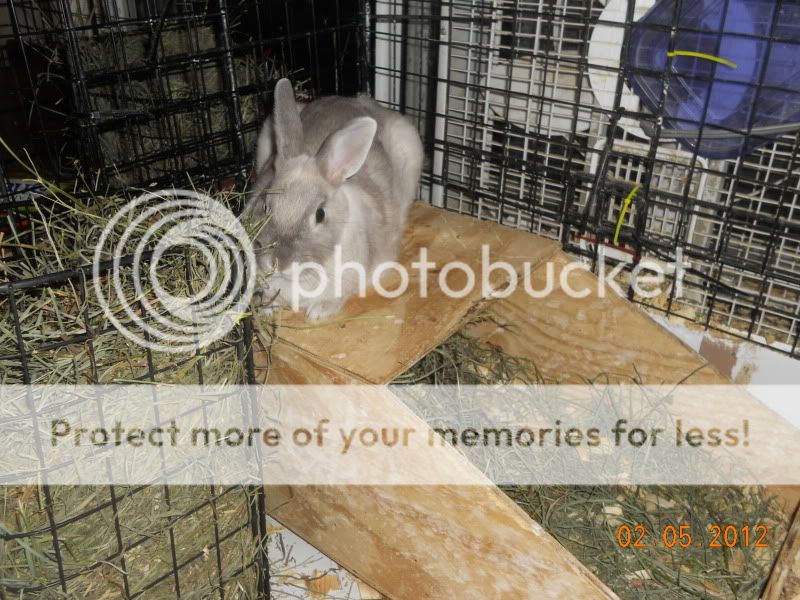 Ermine Rabbits | Rabbit Talk - Meat Rabbit & Farming Forum