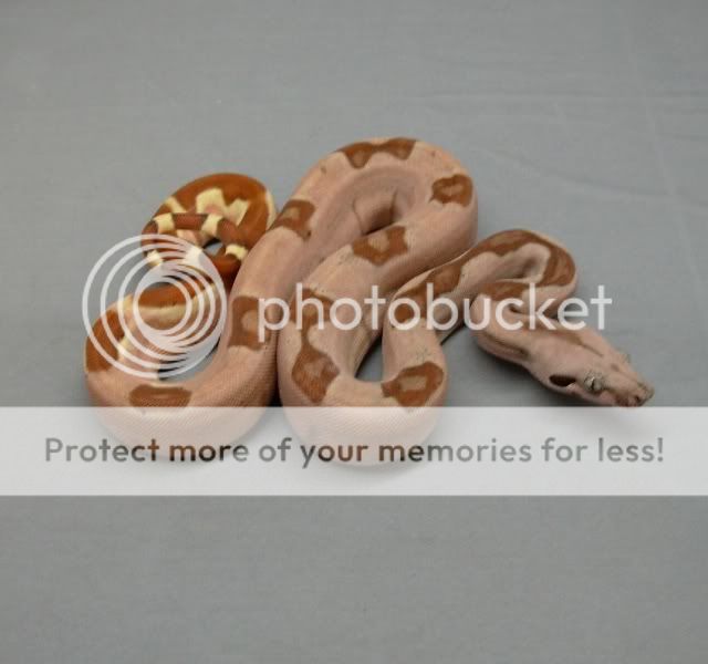 Sunny Day Cyclones.... - RedTailBoas Ultimate Reptile Community