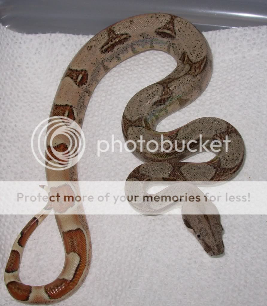 Cyclone Hypo females - RedTailBoas Ultimate Reptile Community