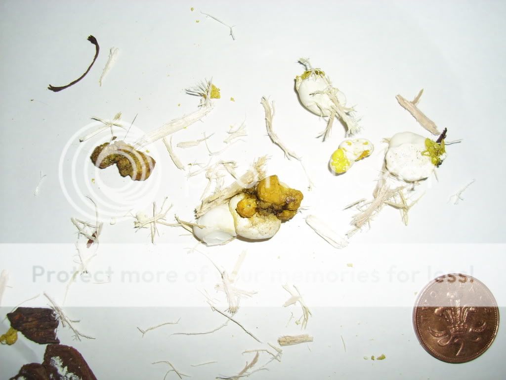 Can you examine my Wee? | Reptile Forums