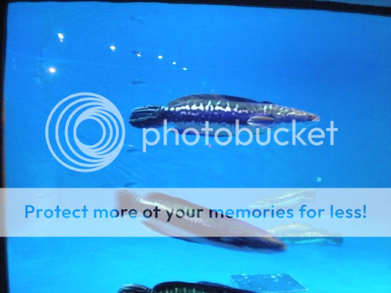 Biggest redline | MonsterFishKeepers.com