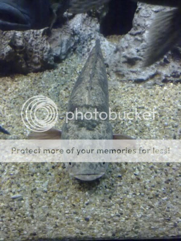 CHANNA NOX? | MonsterFishKeepers.com