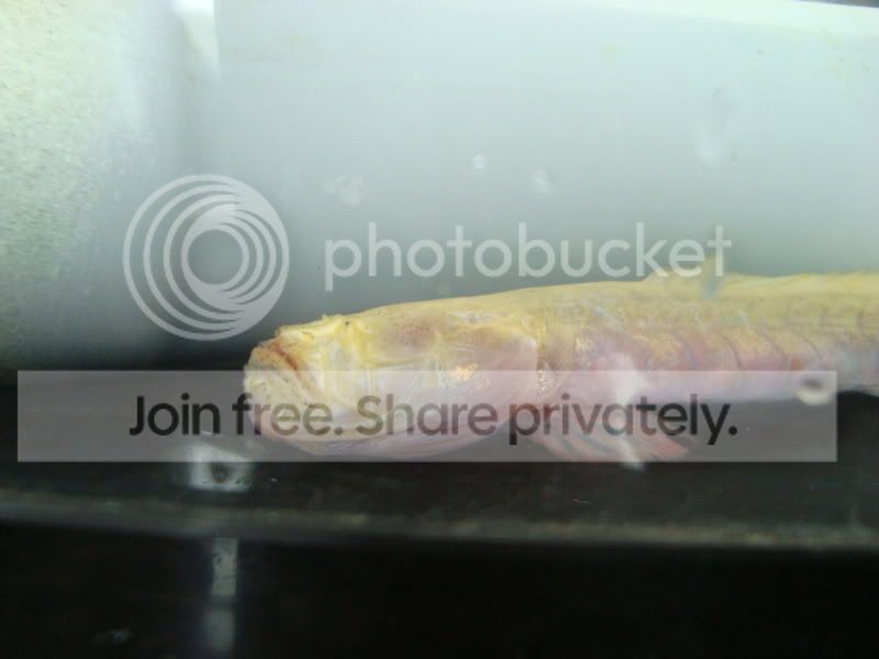 Auction Golden Prehistoric Dragon Goby 8"+ - Arofanatics Fish Talk Forums