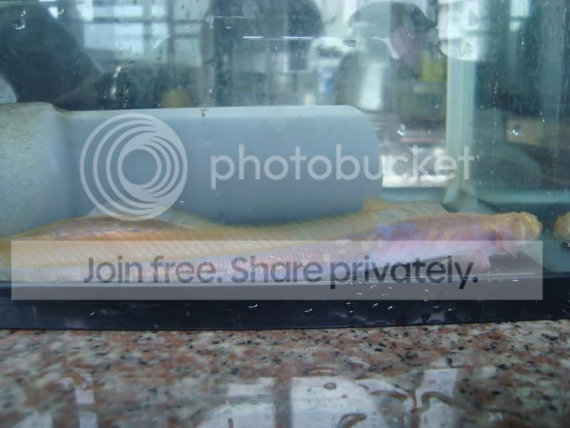 Auction Golden Prehistoric Dragon Goby 8"+ - Arofanatics Fish Talk Forums