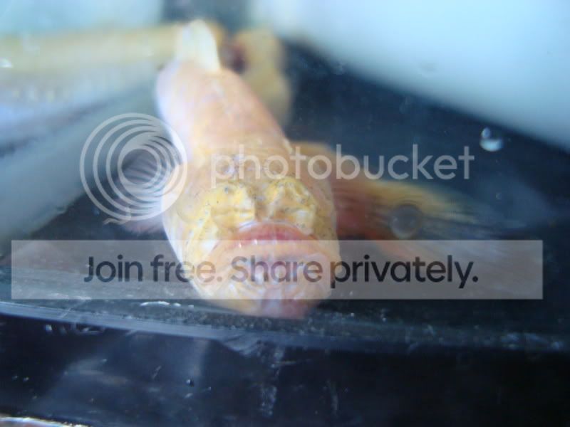 Auction Golden Prehistoric Dragon Goby 8"+ - Arofanatics Fish Talk Forums